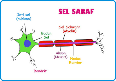 BAGIAN-BAGIAN SEL SARAF NEURON - Sciencepedia