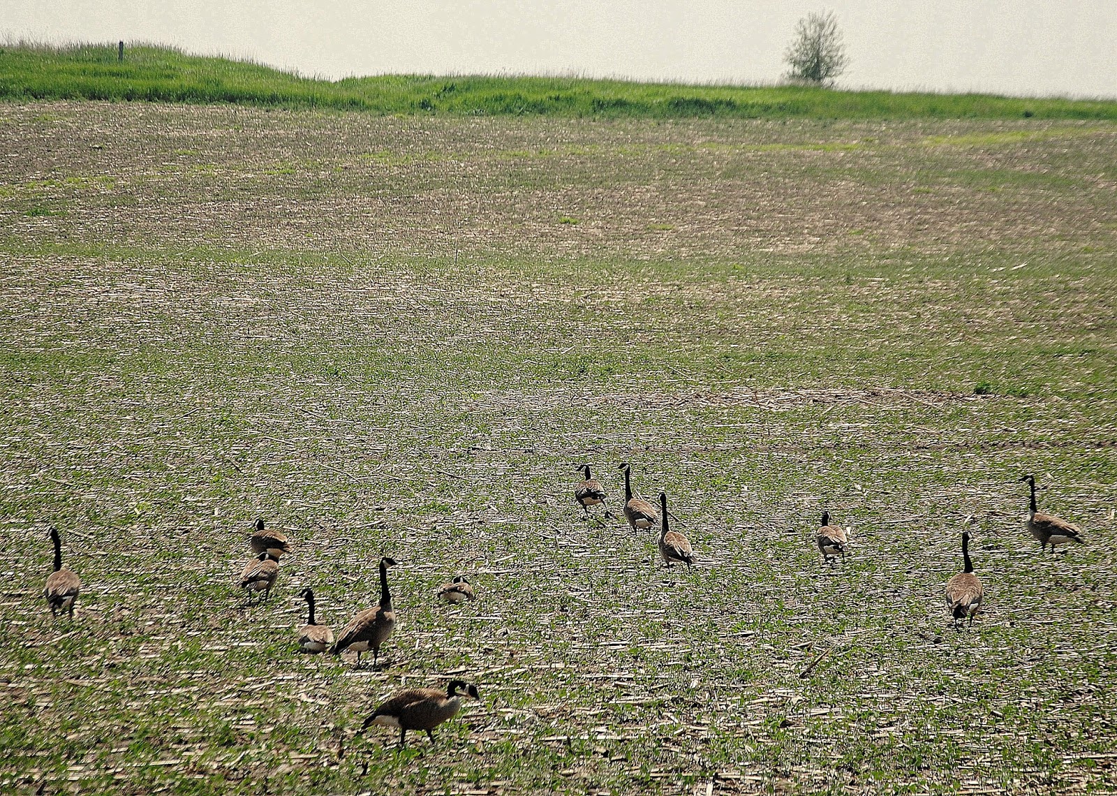 Camera on King & Aurora : Entrance to Magna's proposed new ...