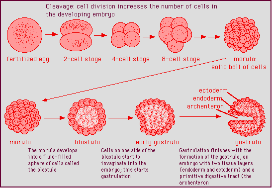 REPRODUCTION SYSTEM