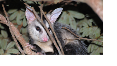 Sofia Soliane e o Sariguê ~ Algumas palavras
