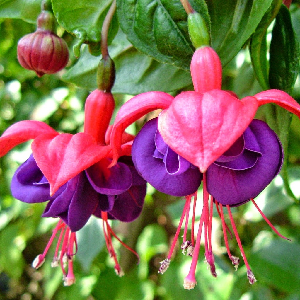 FUCHSIA photos - wallpapers | the fun bank