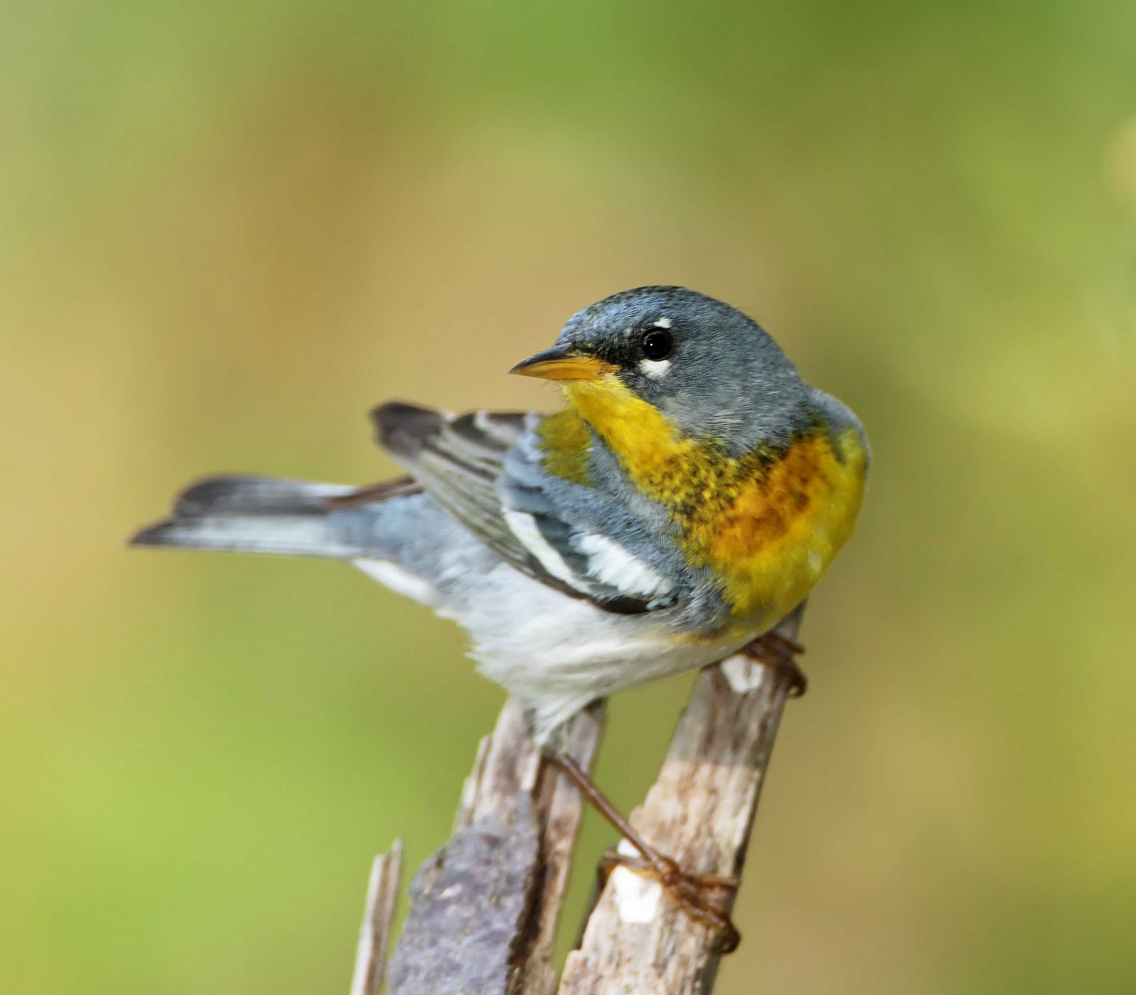 David McDonald Photography: Bulletin #135 – migration #1