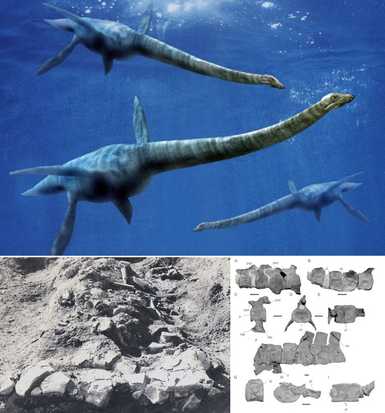 Species New to Science: [Paleontology • 2015] Vegasaurus molyi, gen. et ...