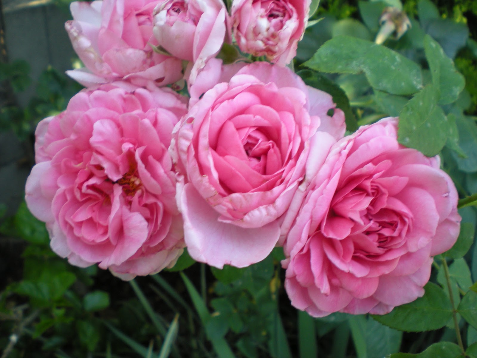 Southern California Gardening: Gertrude Jekyll Rose