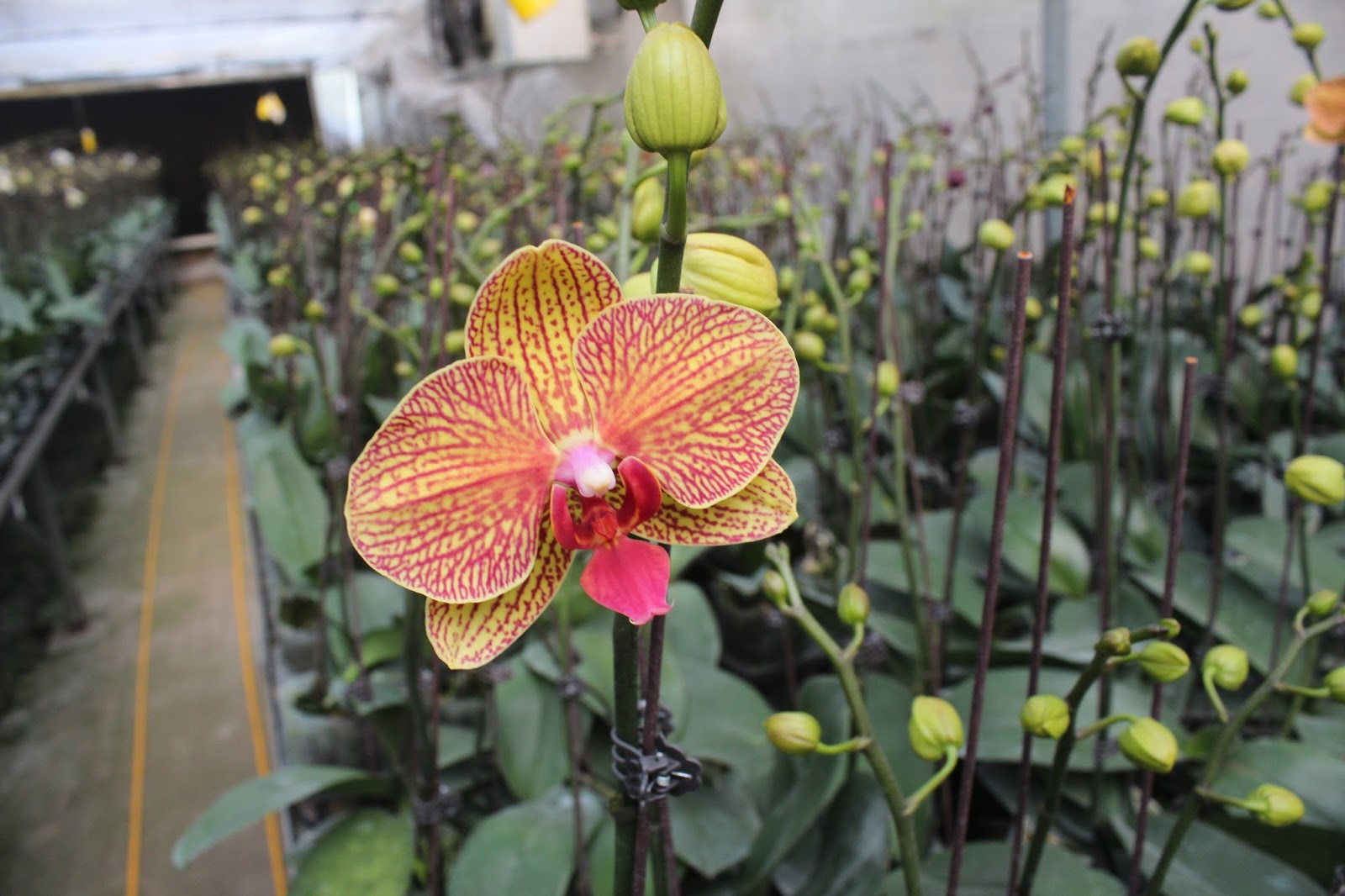 Hoa Phong Lan | Hoa Lan | Phong Lan Rừng | Lan Rừng