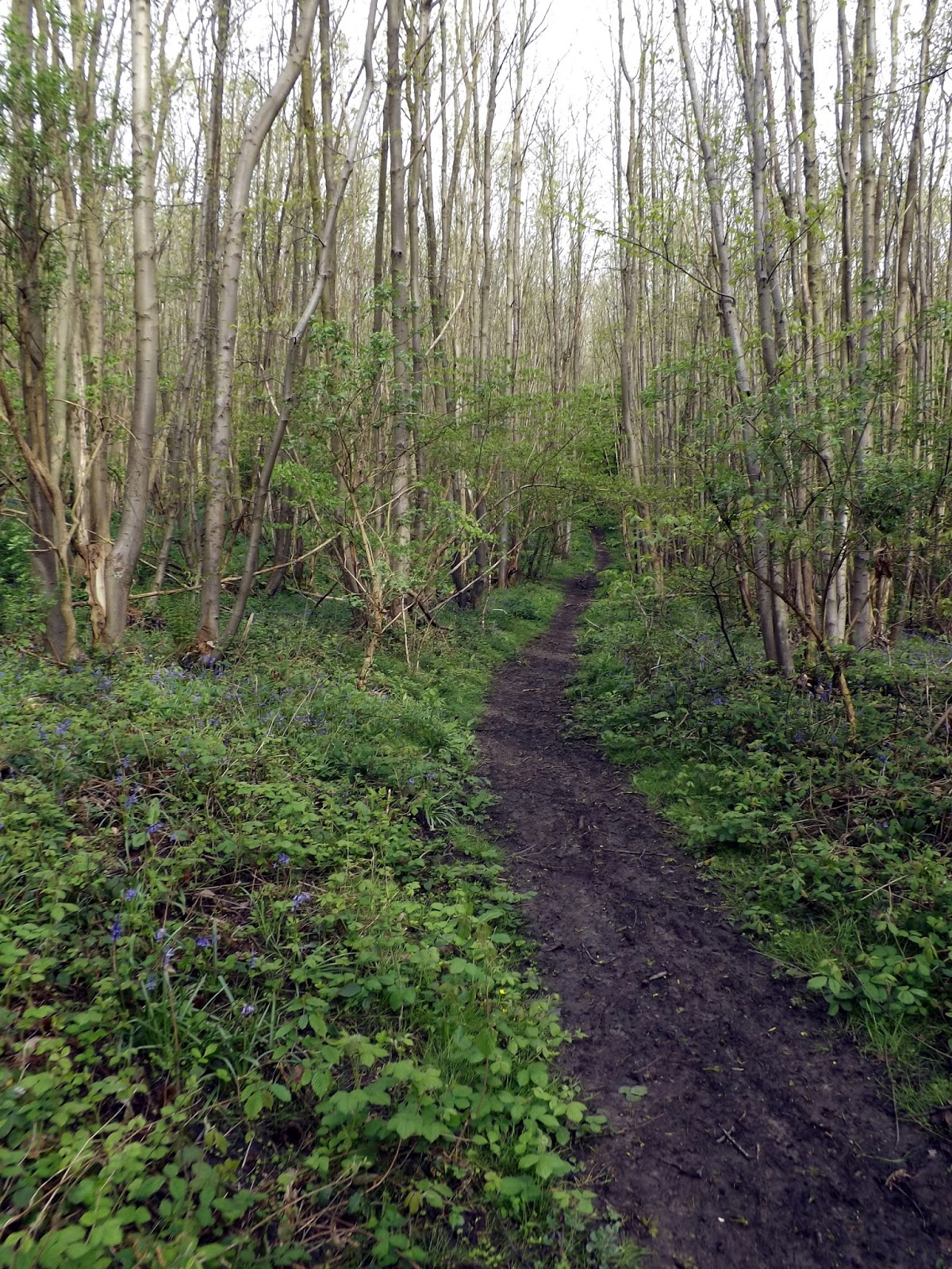 My Adventures 3: Cobham to Luddesdown Kent Circular walk 3rd May 2018