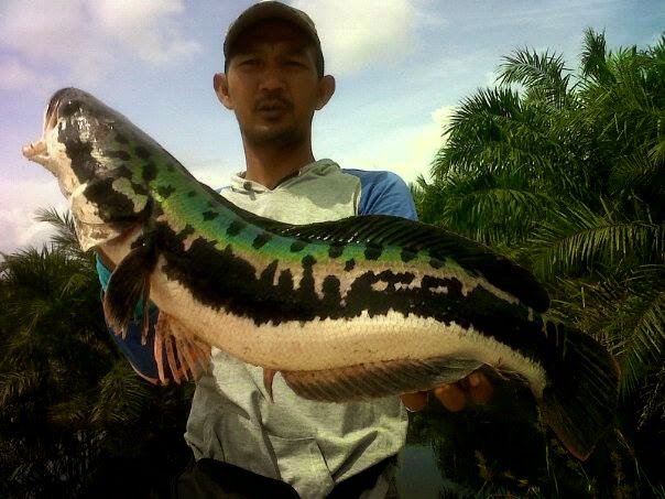sholat jum'at biar ganteng: potensi Ikan Gabus Toman Di Kabupaten Rokan ...