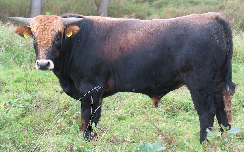 The Breeding-back Blog: Old or removed Taurus cattle born in the Lippeaue