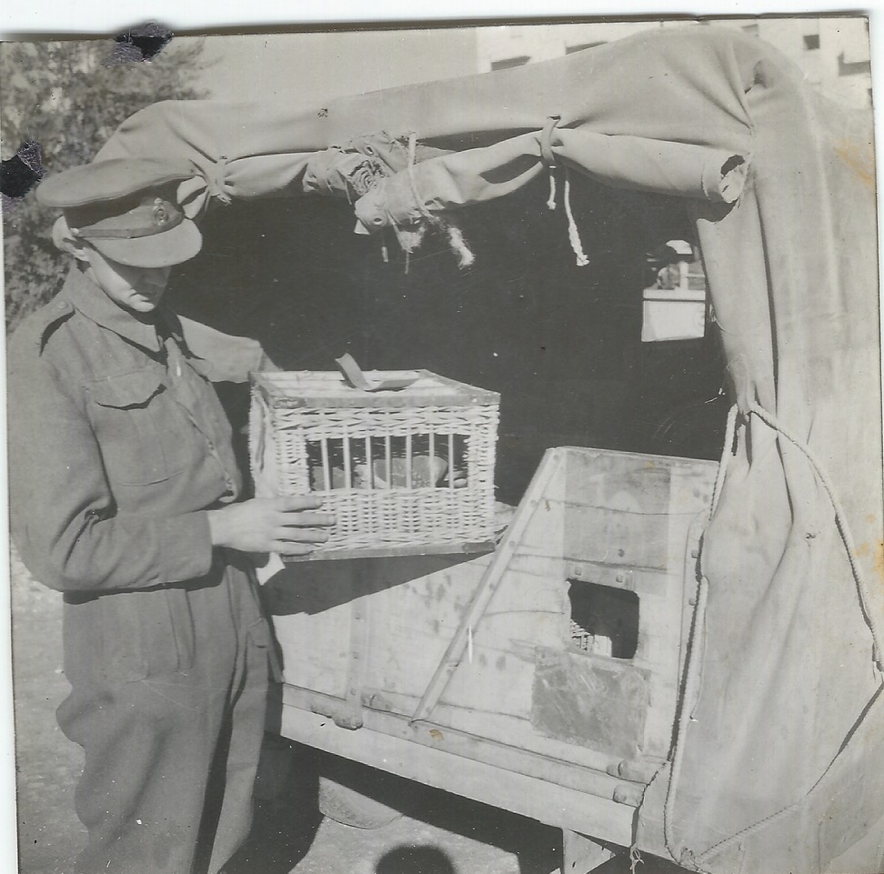 World War 2 History and the WW2 Pigeons: Middle East Pigeon Service ...