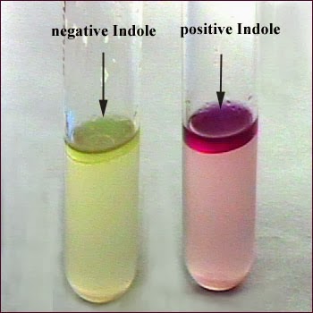 Medicolicious: Uji Biokimia Bakteri