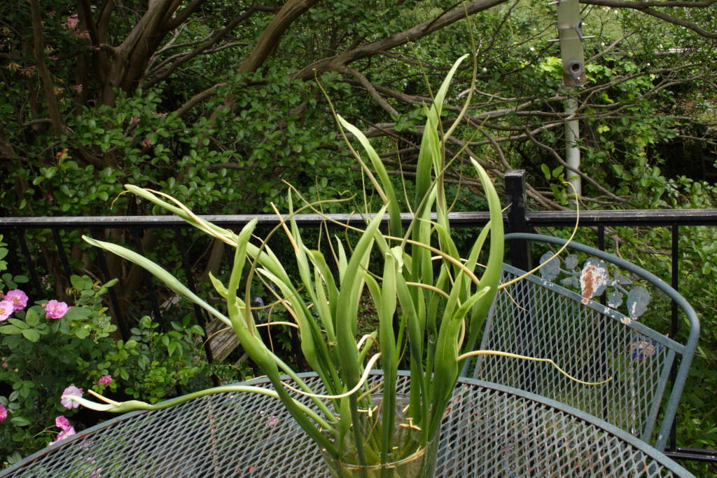 My Virtual Maryland Garden: Pinellia pedatisecta, a plant with high ...