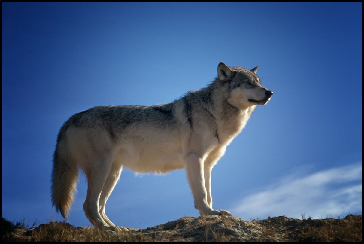PuraSierra: El lobo: Historia, toponimia y su previsto retorno