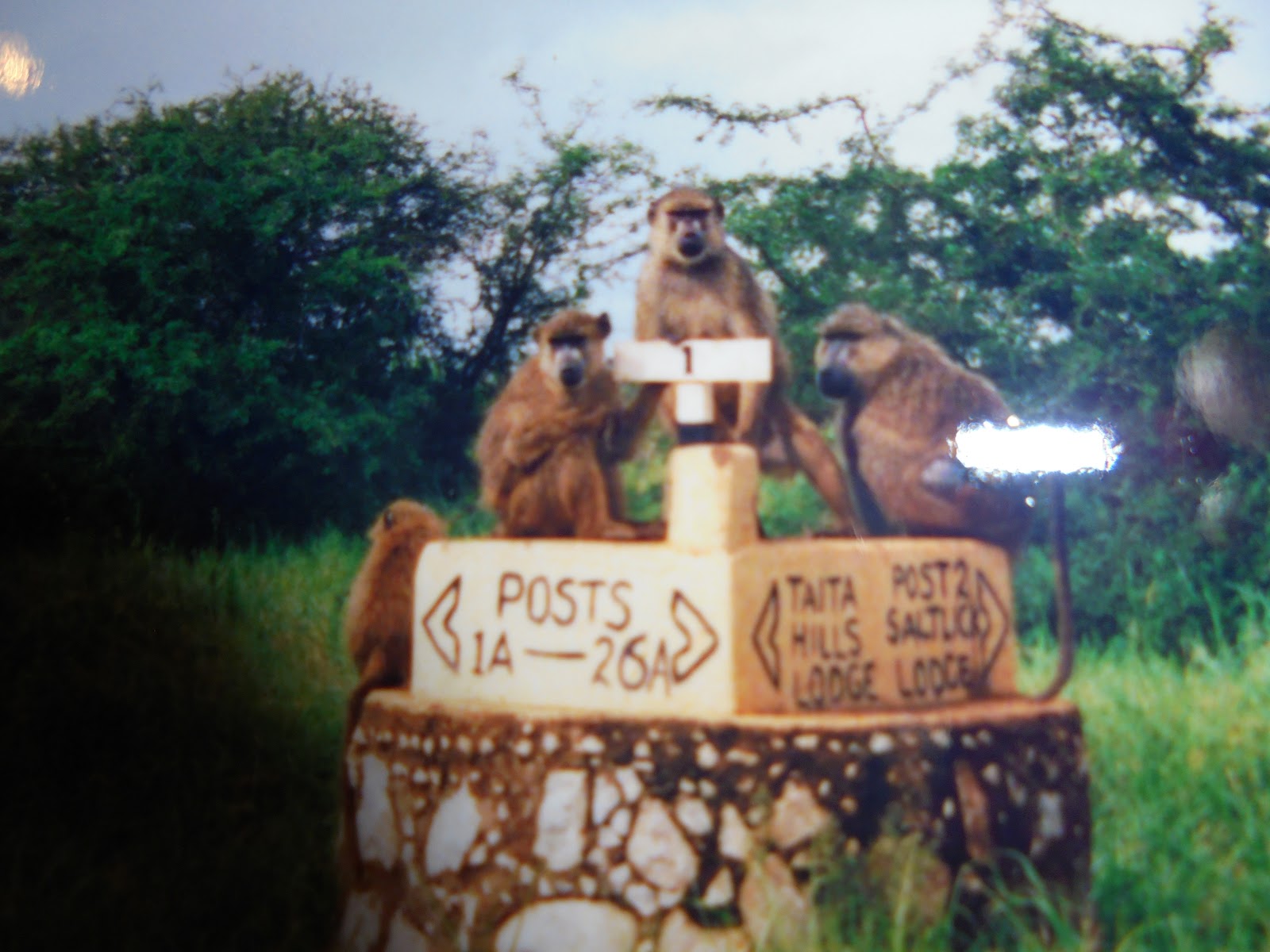 Bienenbienchens (Un) Perfektes Dinner: 16. Juli 2018 - Die drei Affen