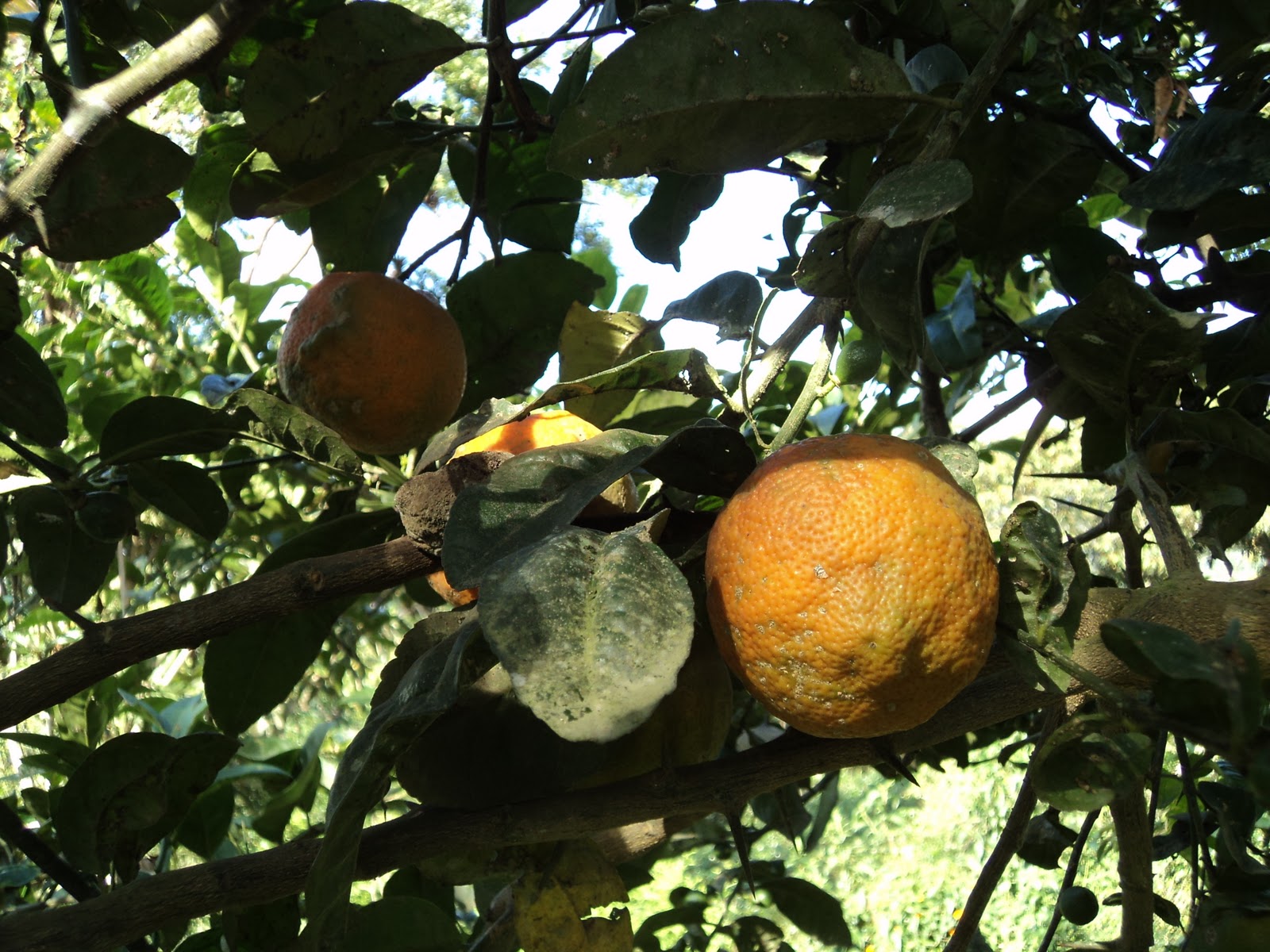 CAFÉ DINASTÍA S.A.S: MOHO LIMON