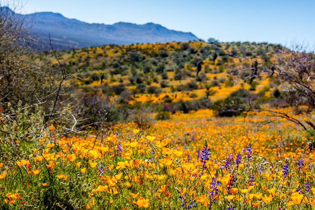 MiMi Paris Photography: ~~Arizona in Spring...AMAZING!~~