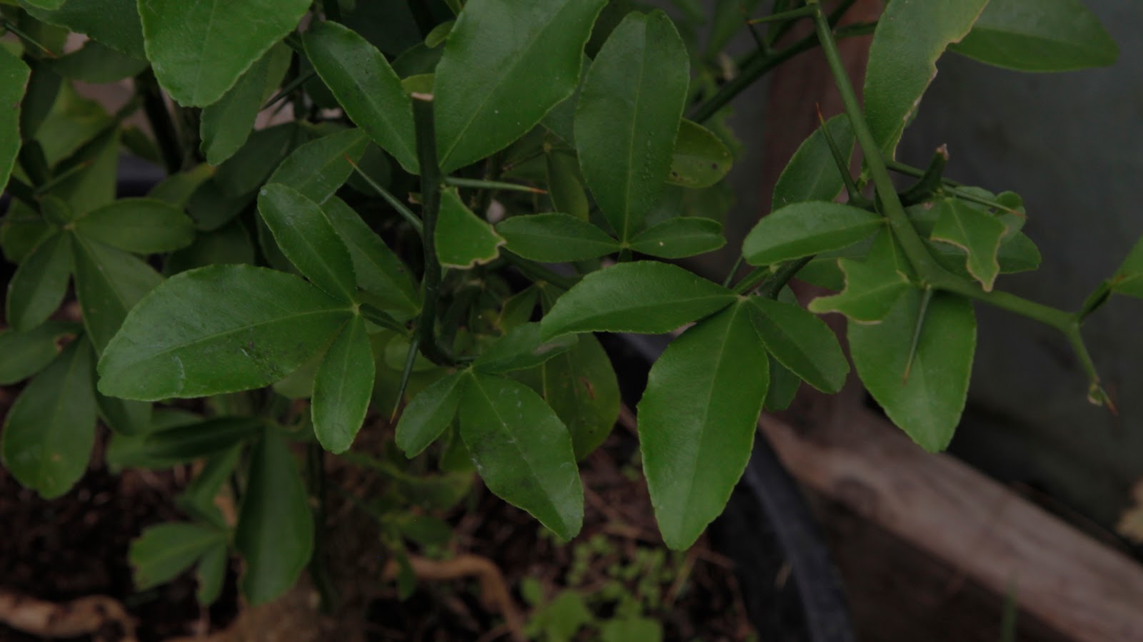 The Citrus Guy: Citrus Freeze Damage and What you Should or Should Not do