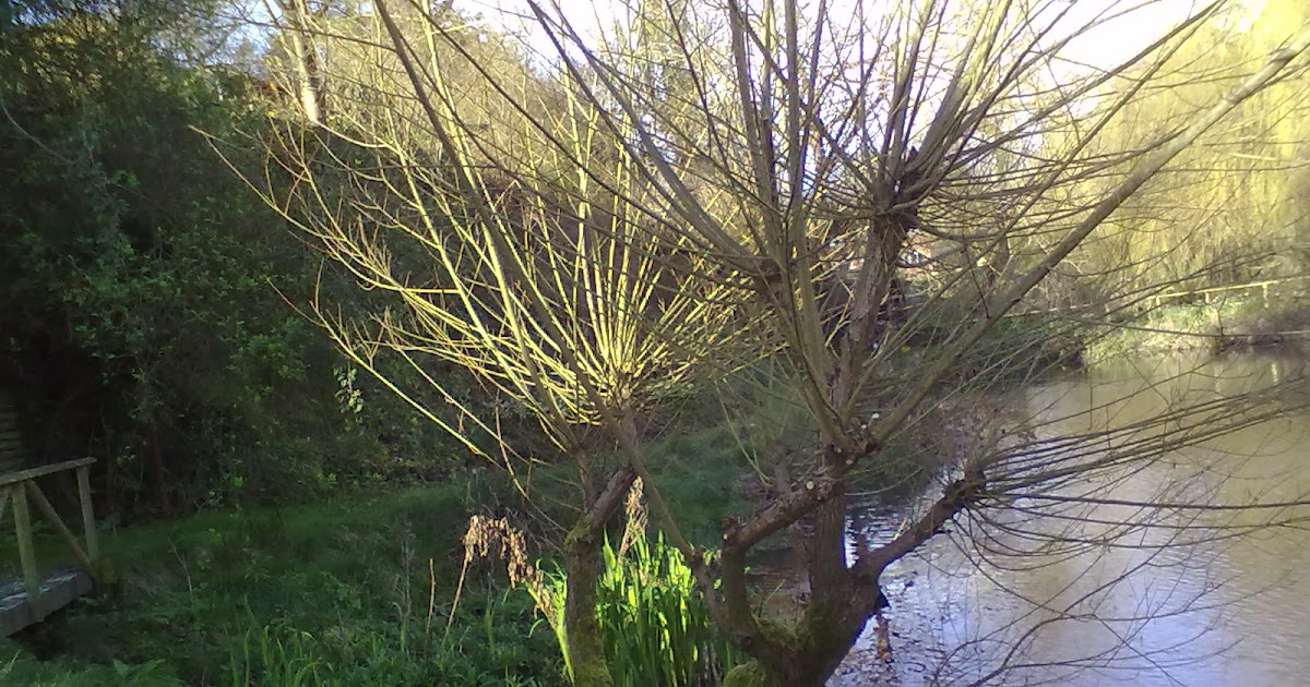 Rachel the Gardener: Willow - still time to coppice it