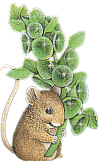 House Mouse - Cia dos Gifs