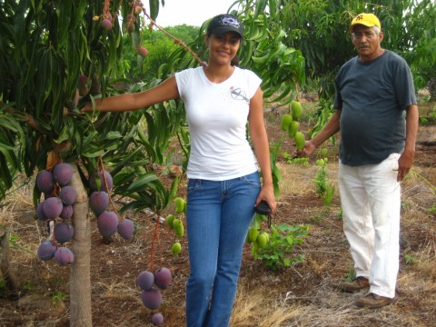 Living in Nayarit: May's Mango Madness