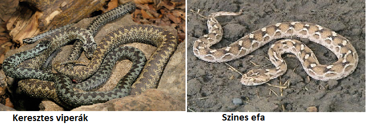 BIO-LOGIA: A HÜLLŐK SZAPORODÁSA ÉS FEJLŐDÉSE. A HÜLLŐK VÁLTOZATOSSÁGA