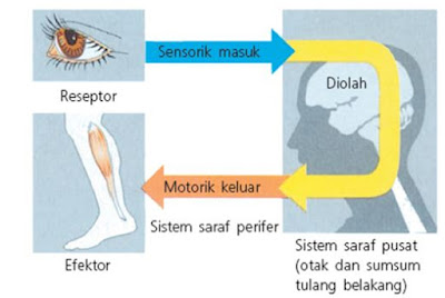 Pengertian Sistem Syaraf, Reseptor, dan Neuron | Pustaka Pandani