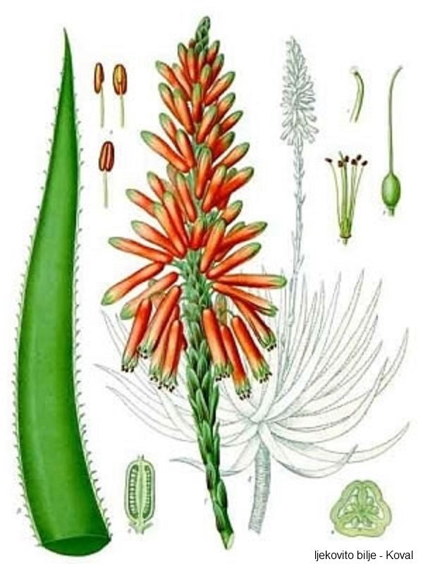MALINALLI · herbolaria médica: SÁBILA, aloe vera · Aloe vera