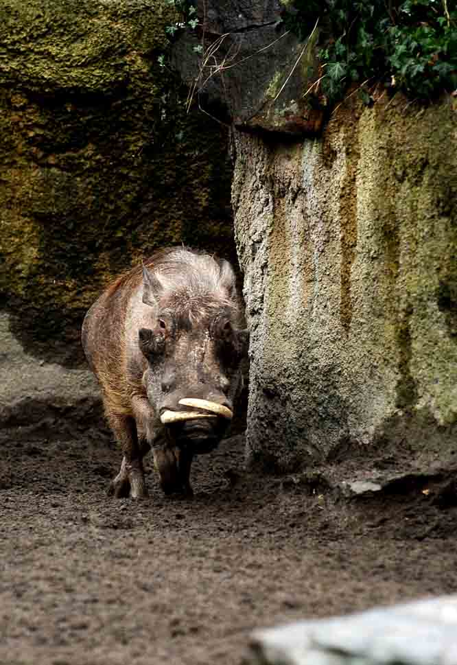 CRISTIAN NISTOR: MISTRET