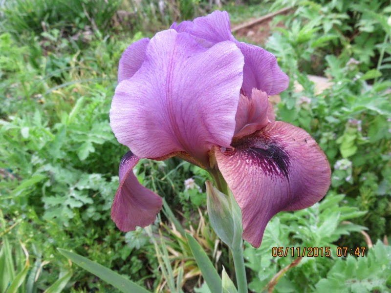 My Virtual Maryland Garden: Aril bred iris time
