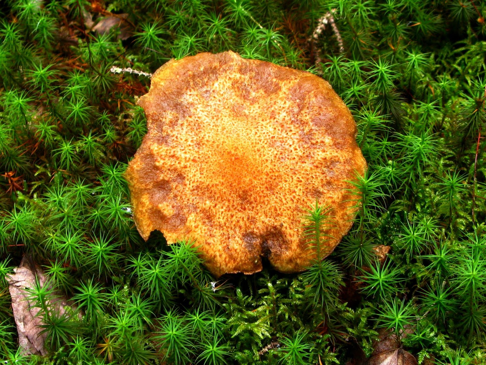 Meandering...: 'Shrooming in Acadia