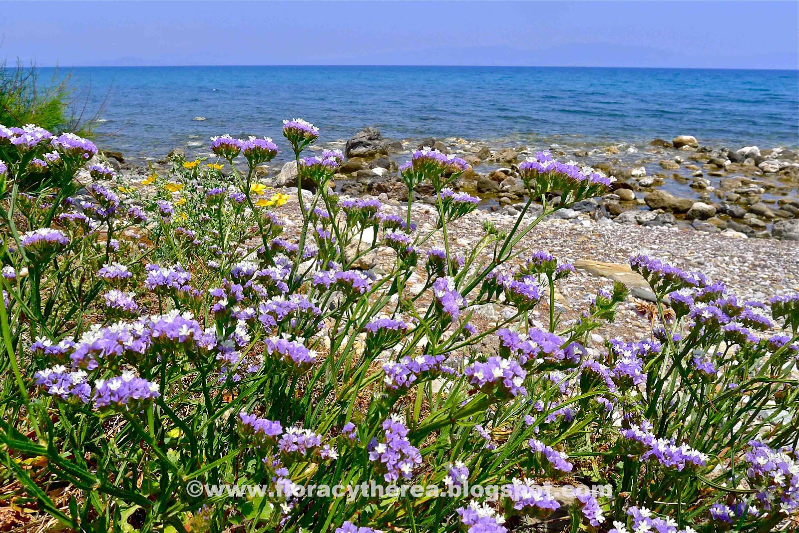 Flora cytherea: Αμάραντα