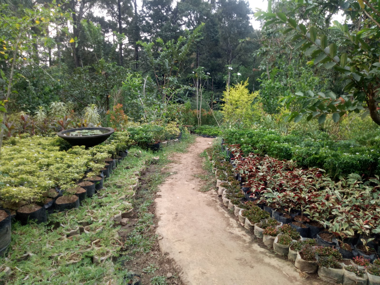 TANAMAN SABRINA ~ SINOX NURSERY