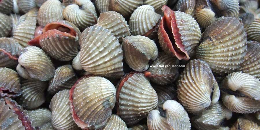 Fhy3____Fitriani: Kerang darah Anadara granosa