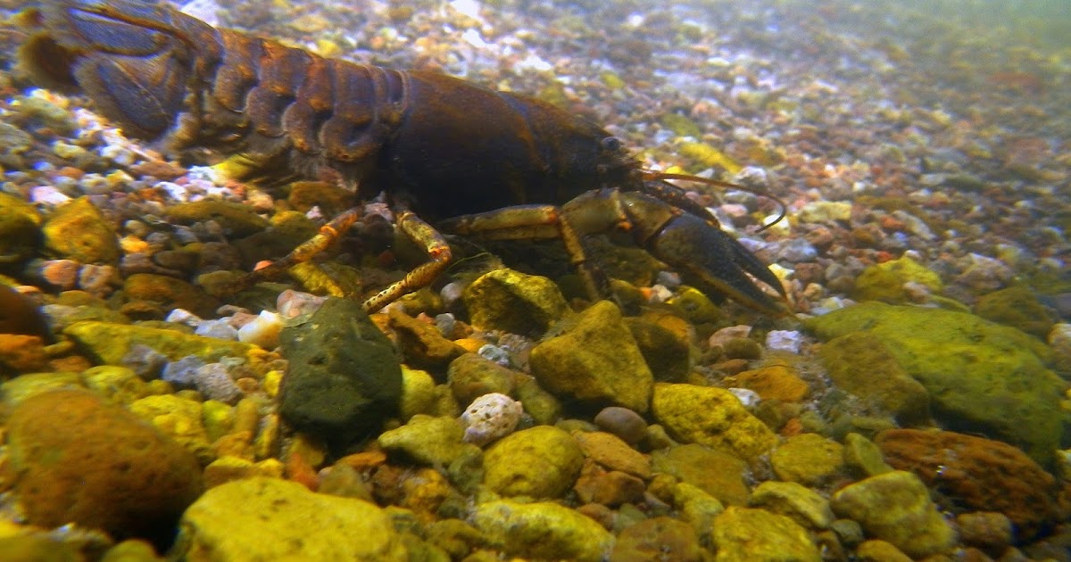 Gorge Fly Shop Blog: Creek Crawlers - Crayfish - Crawdads