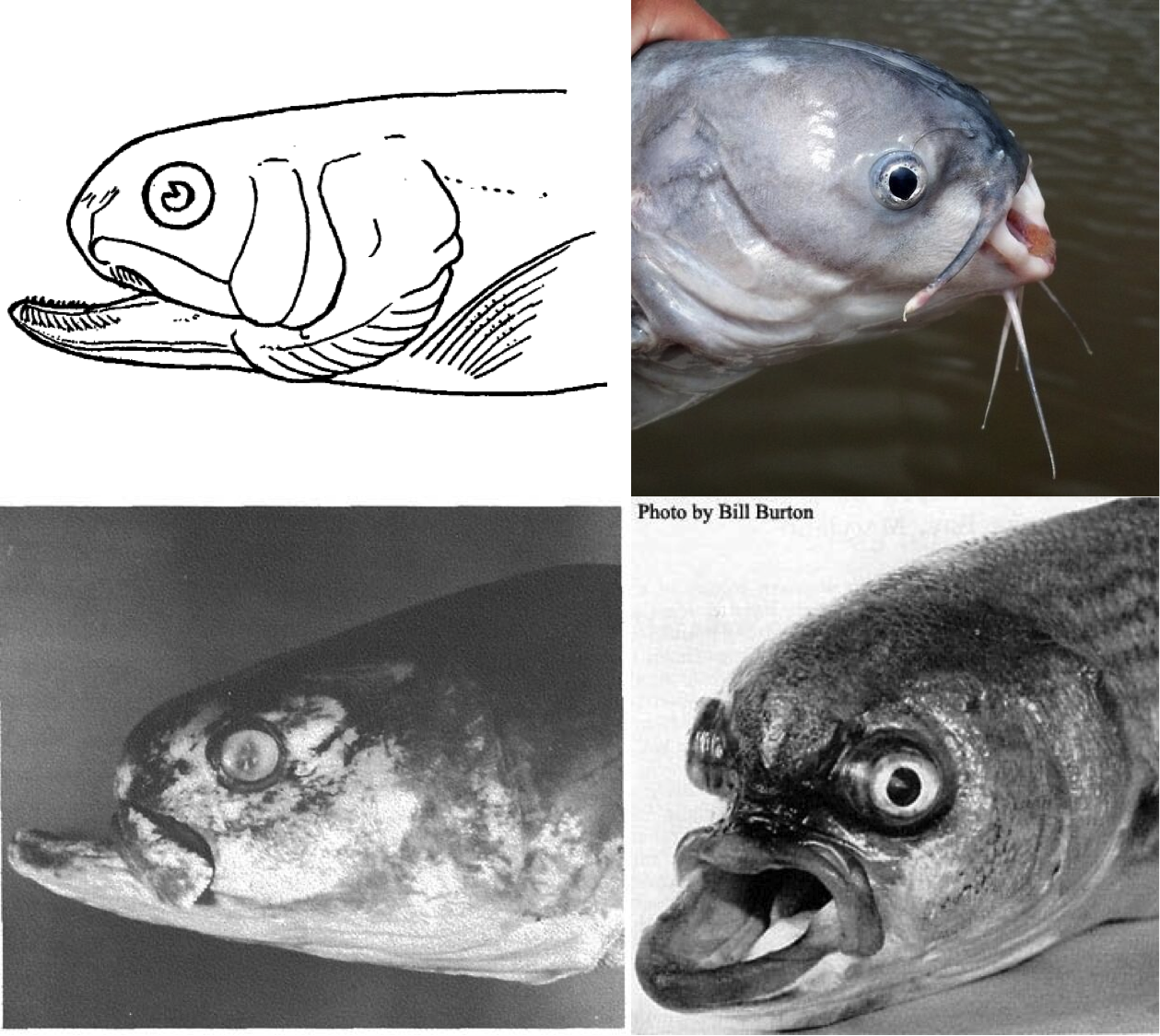 Virginia Tech Ichthyology Class : What’s a pughead? A rare skeletal ...