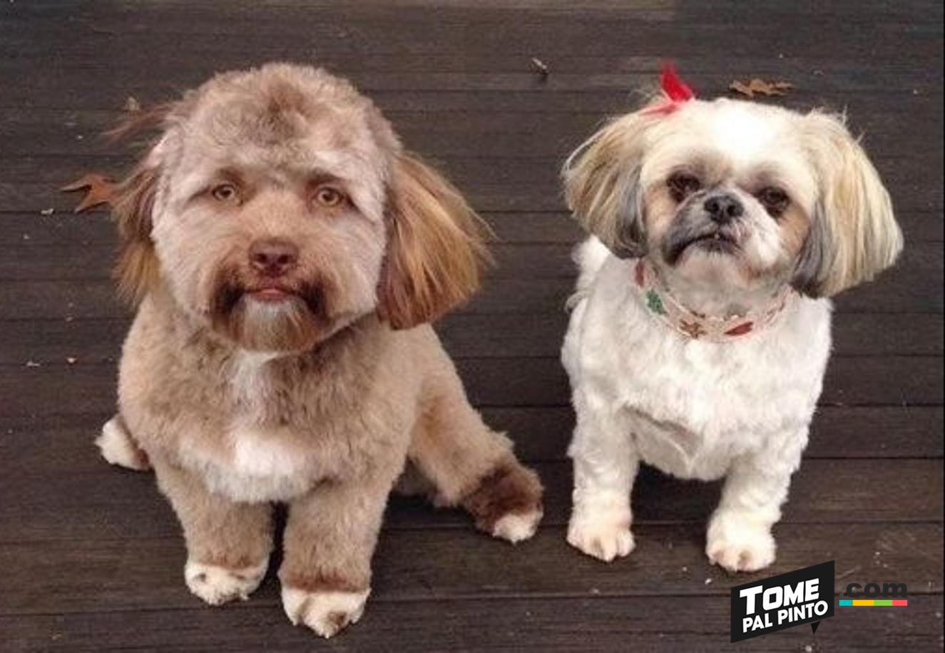 El perro con cara de humano tiene un video viral