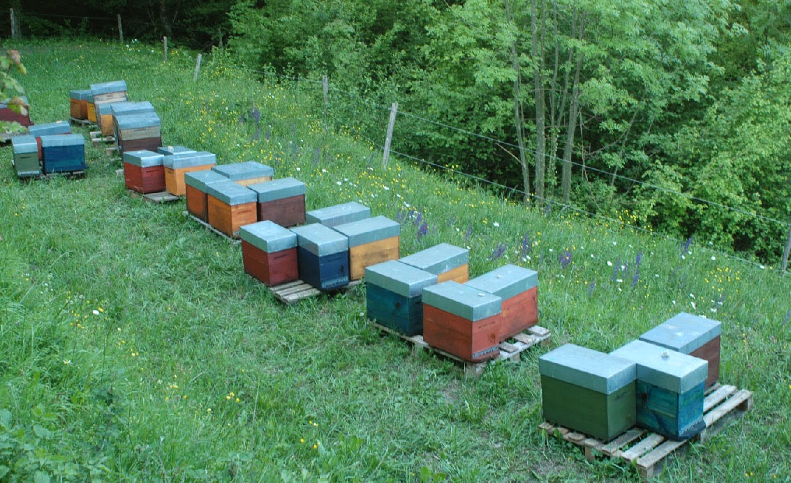 Antipodes: Beautiful beehives