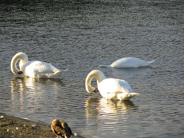 Synchronized Swimming in the Animal Kingdom | The Ark In Space