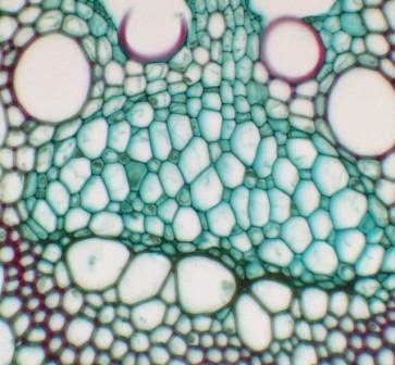 Pengertian Floem (Phloem) - emangwah