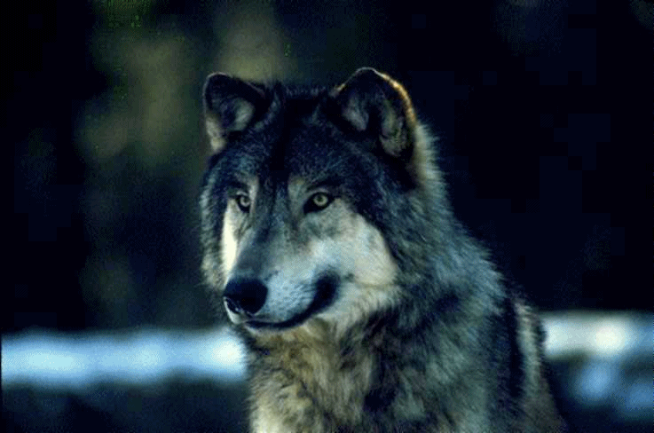 Lobos gif en movimiento - Imagui