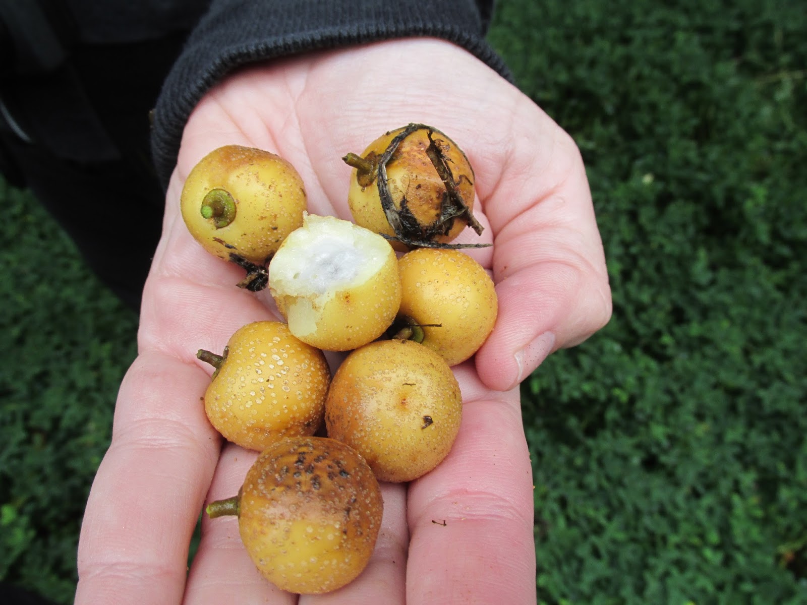 .: Sítio Frutas Raras