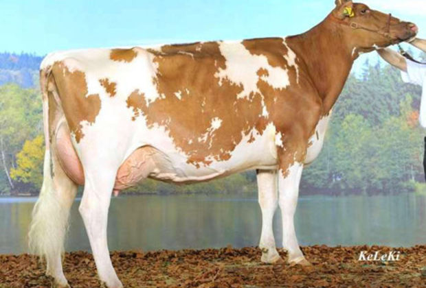 VACI DIN IMPORT: vindem vaci din import austria pentru carne