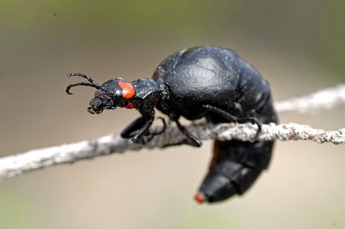 Biodiversidad Costa Granadina y ... (Fauna): Aceitera real ...