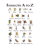 Zion-St. John Lutheran School: Insect Fact Sheet- 2nd Grade