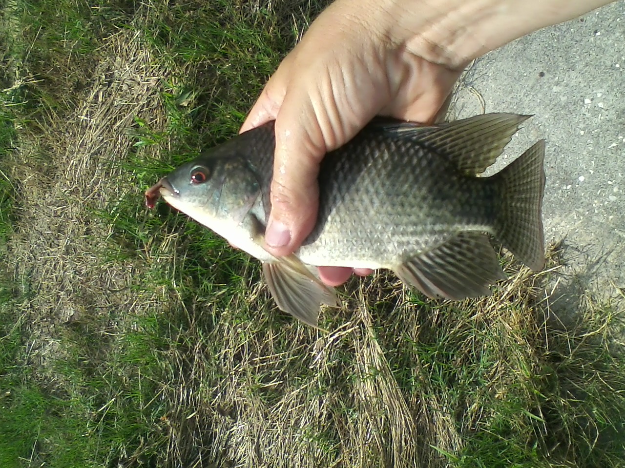 Crooked Antler: A new gully and some new fish. One every cast!