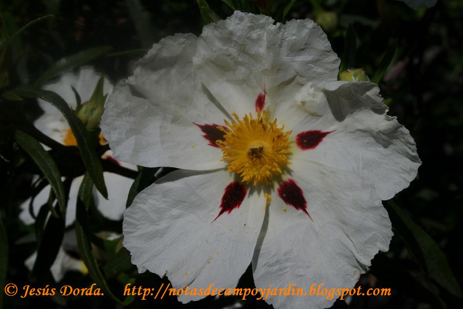 Notas de campo y jardín: Las flores diversas en la familia de las jaras