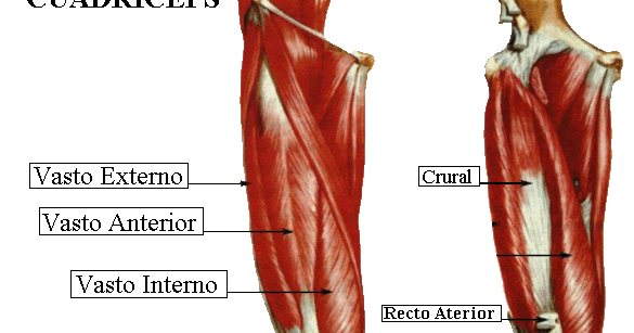 Deporte y salud.: Extensores de rodilla.
