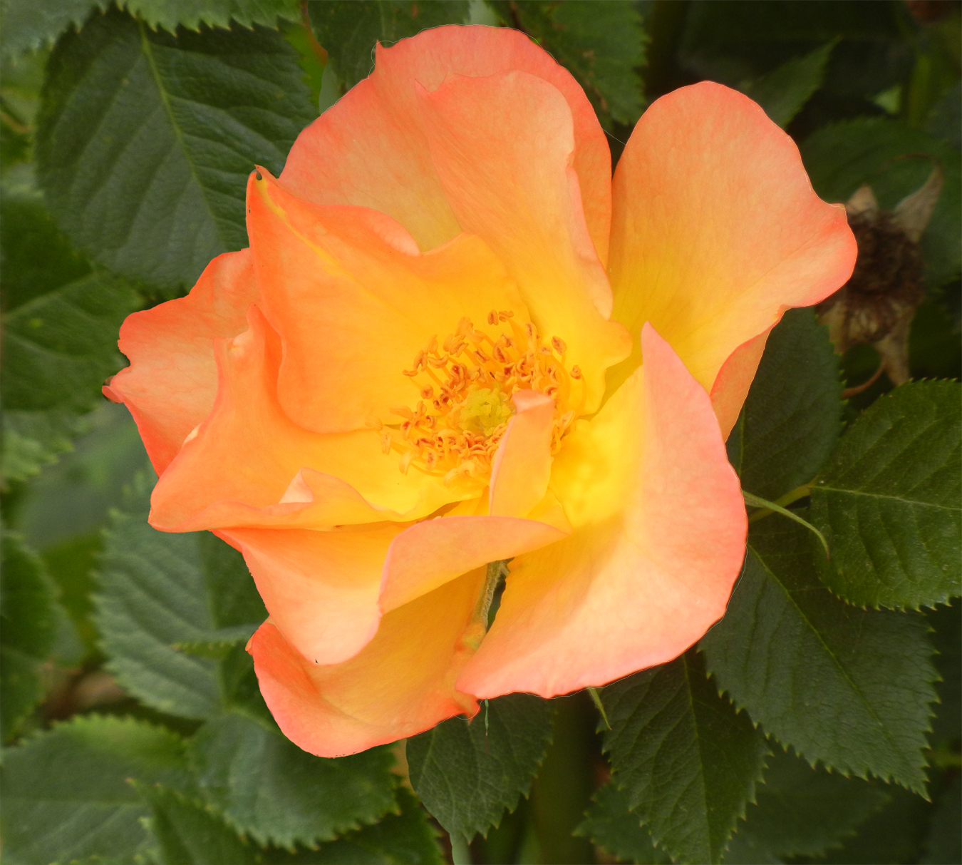 Photographing Flowers: Single Flower Studies