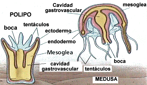 Info animales: CNIDARIOS, CARACTERÍSTICAS GENERALES