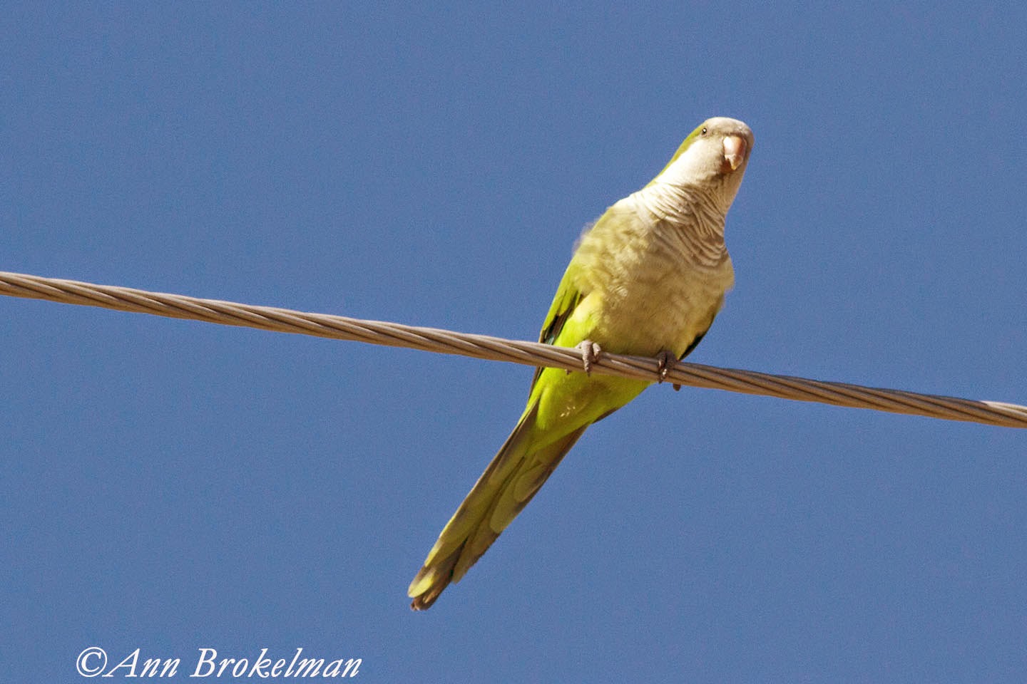 Ann Brokelman Photography: Monk Parakeets in Cape Coral and Lizards ...
