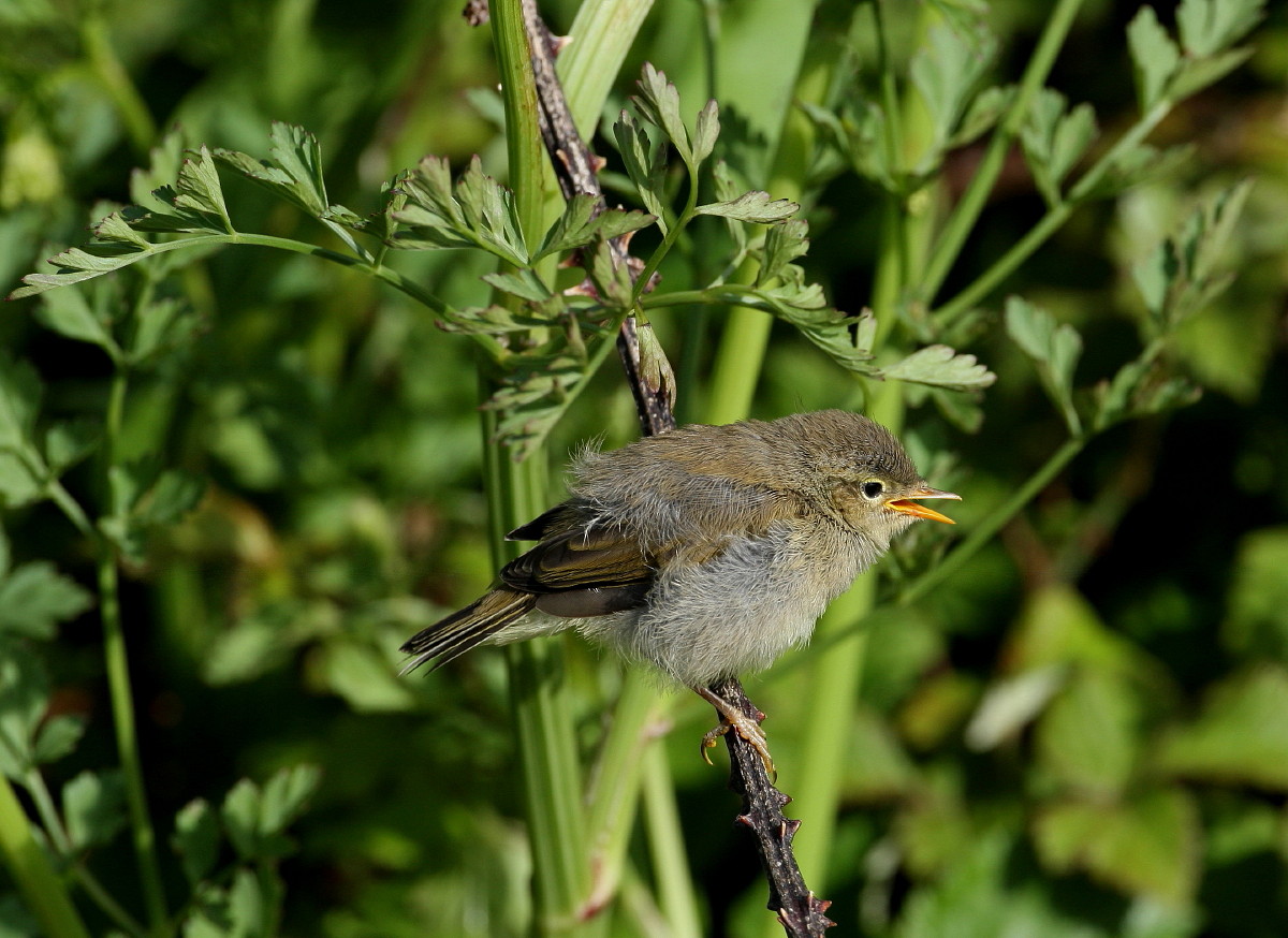 South Wales Birding.: Juveniles